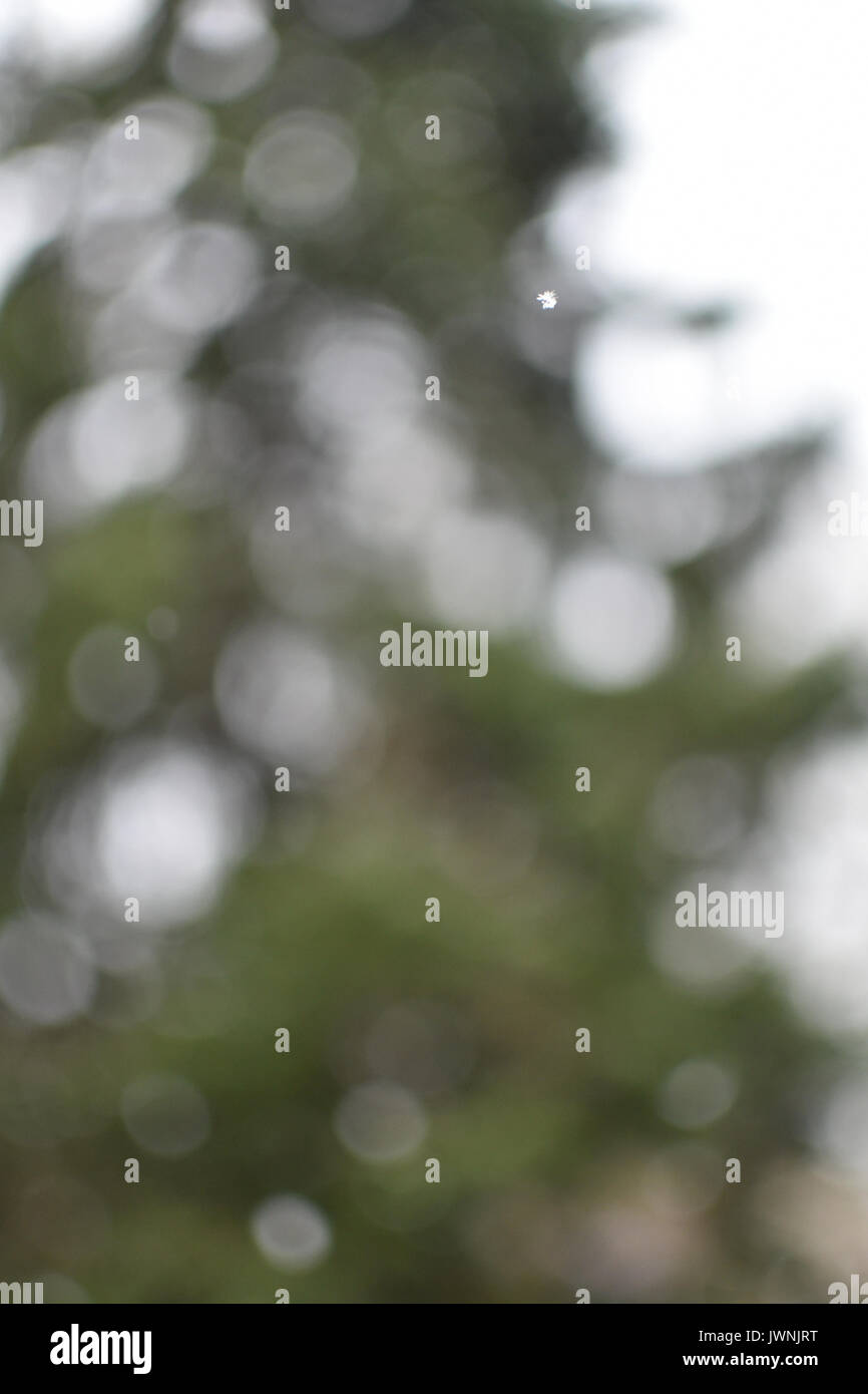 Snow flurry in winter with focus to a single large snowflake against a ...