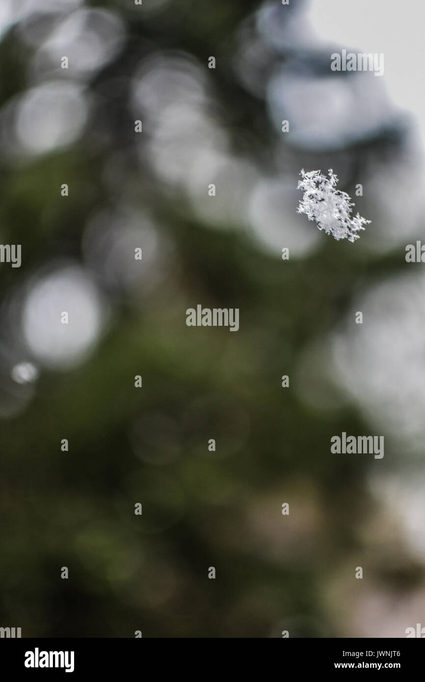 Light snow flurry falling hi-res stock photography and images - Alamy