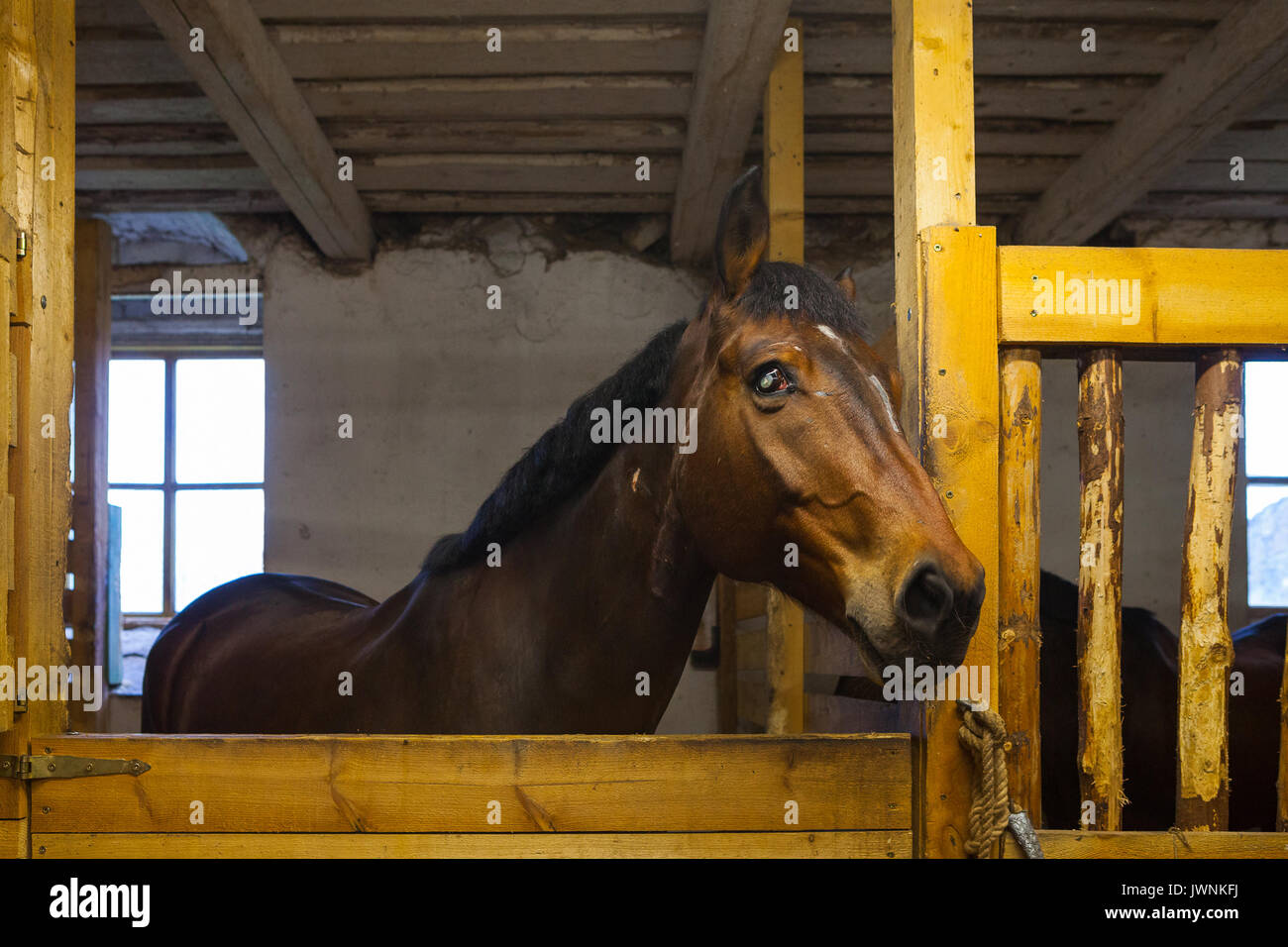 Thoroughbred horse farm stallion barn hi-res stock photography and ...