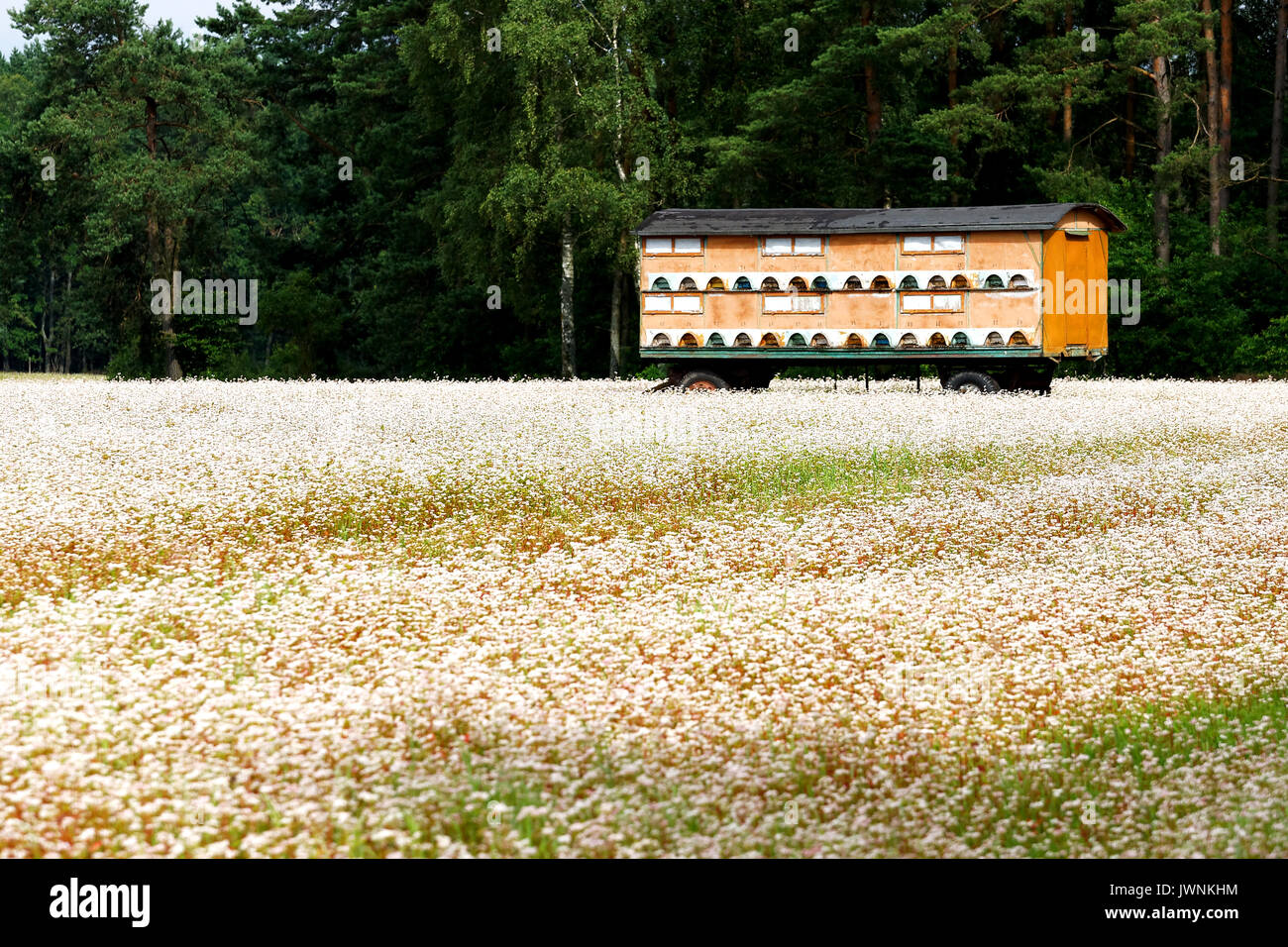Colorful mobile transport car for beehive honey Stock Photo - Alamy
