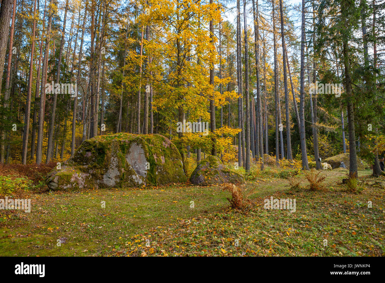 Moss rocks trees hi-res stock photography and images - Alamy
