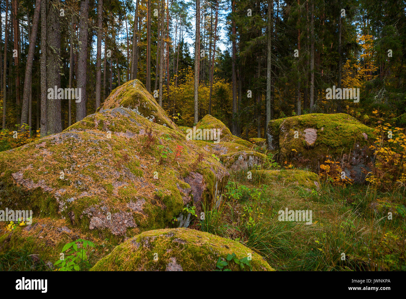 Moss rocks trees hi-res stock photography and images - Alamy