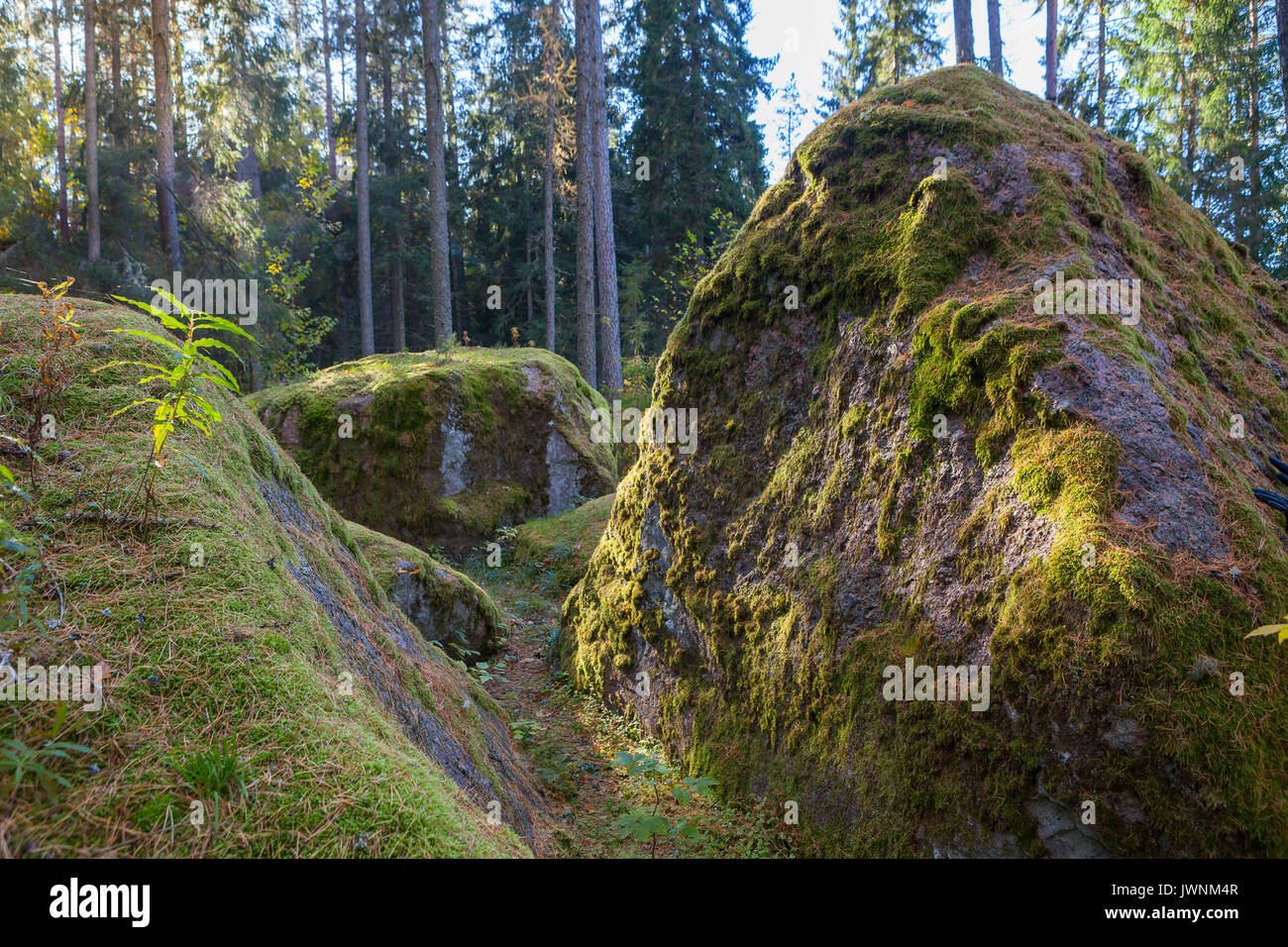 Boulders in the forest woods, rocks covered by moss. Autumn season ...