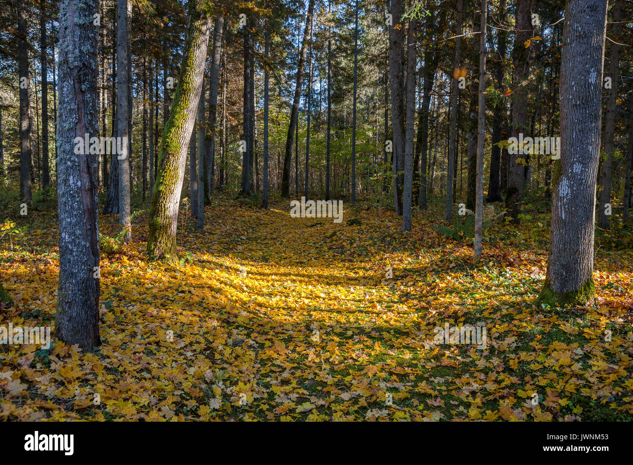 Path through the autumn forest with deciduous trees backlit by the rays ...