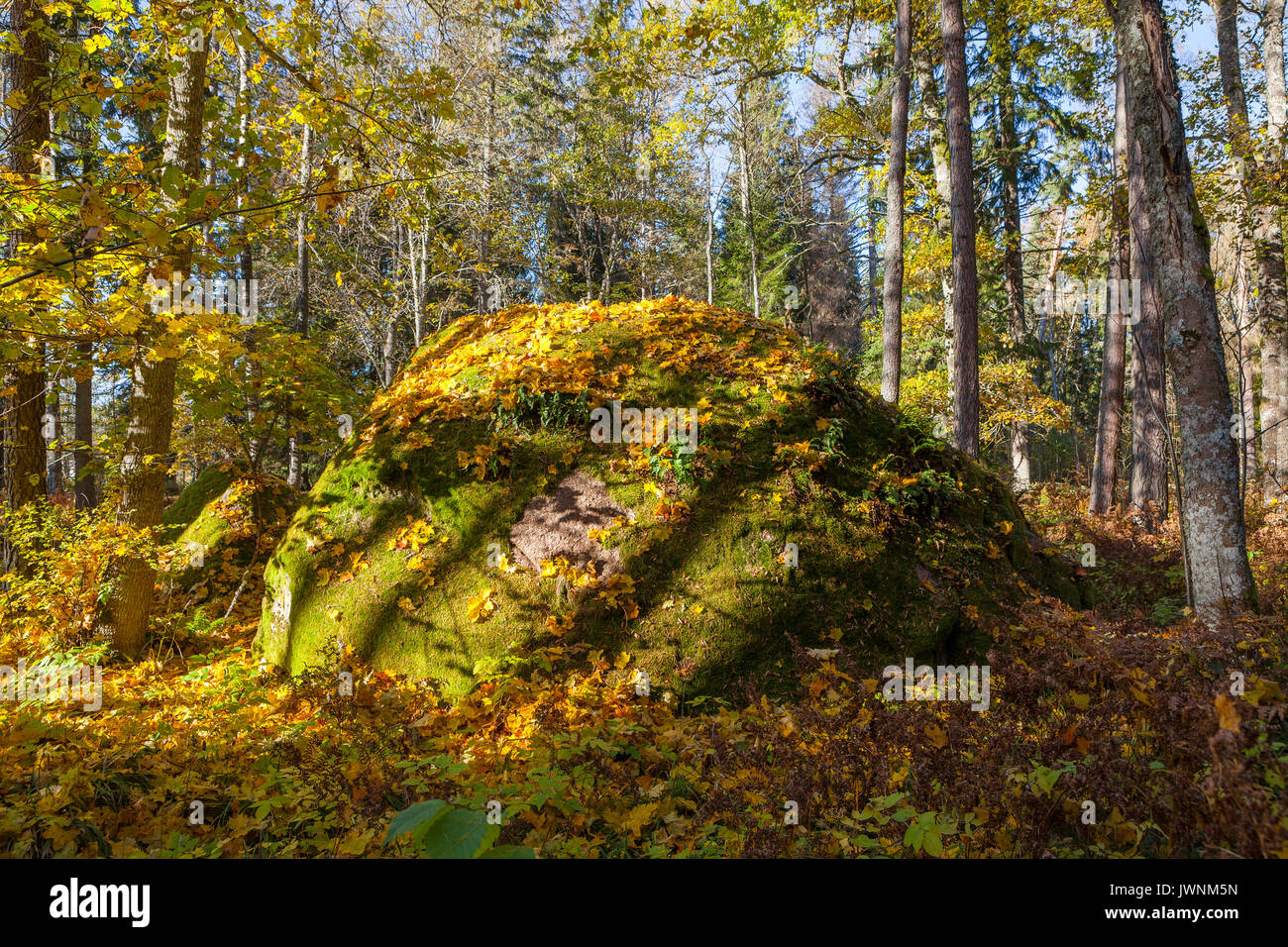 Boulders in the forest woods, rocks covered by moss and colorful ...