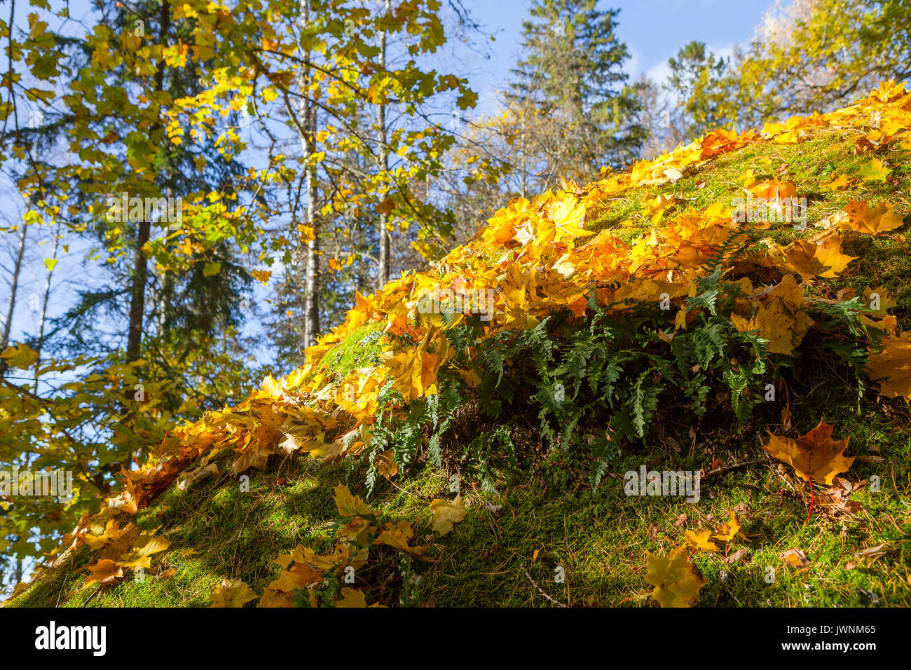 Boulders in the forest woods, rocks covered by moss and colorful ...
