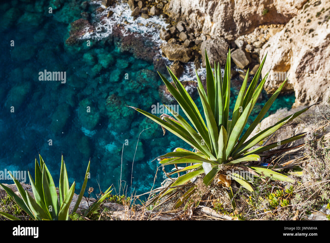 Exotic plant on lmestone cliff, majestic nature landmark of Malta ...
