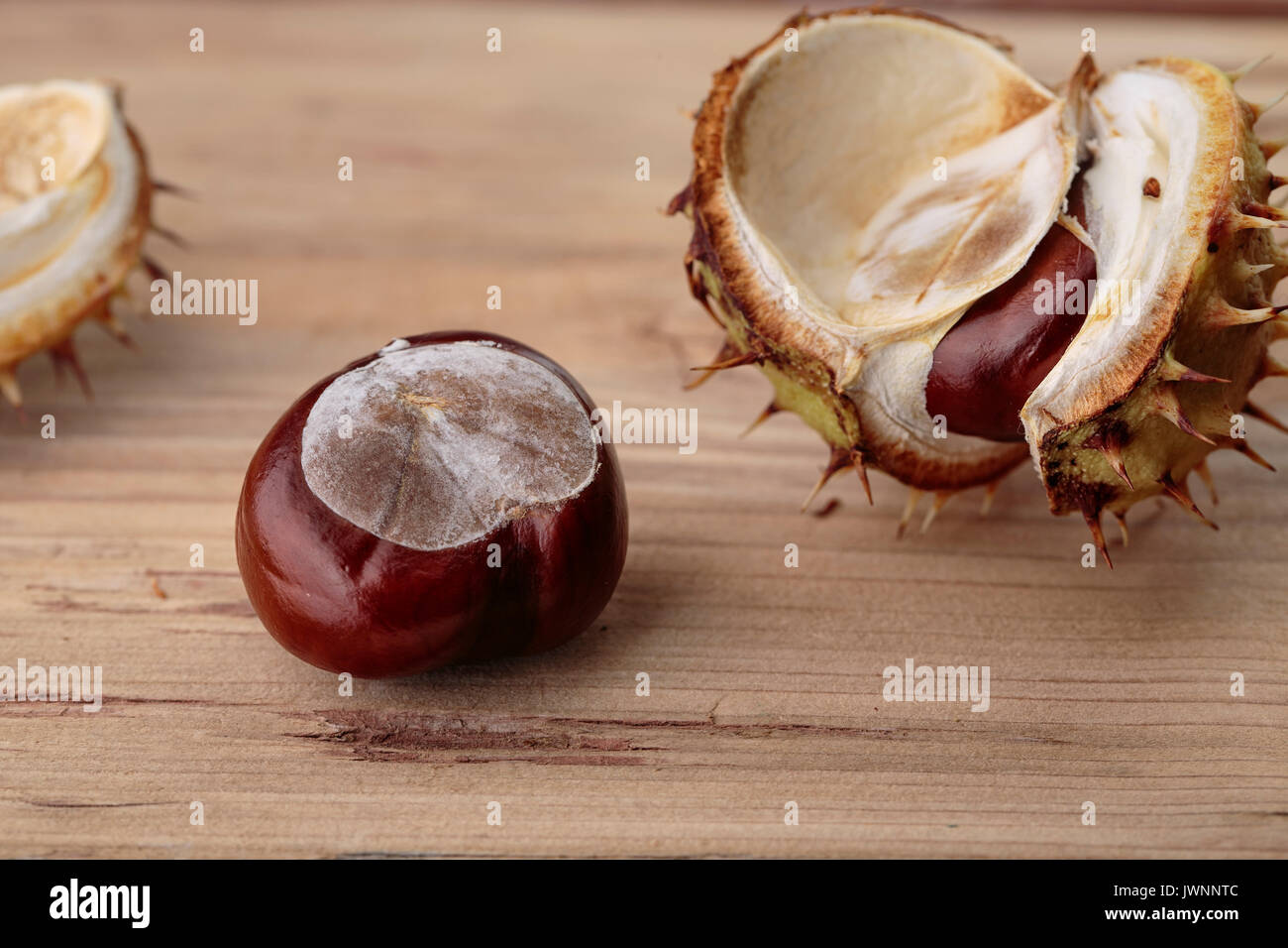 Buckeye tree nut hi-res stock photography and images - Alamy