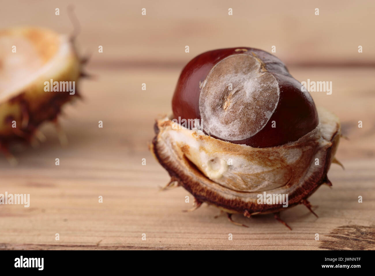 Spikey capsules hi-res stock photography and images - Alamy