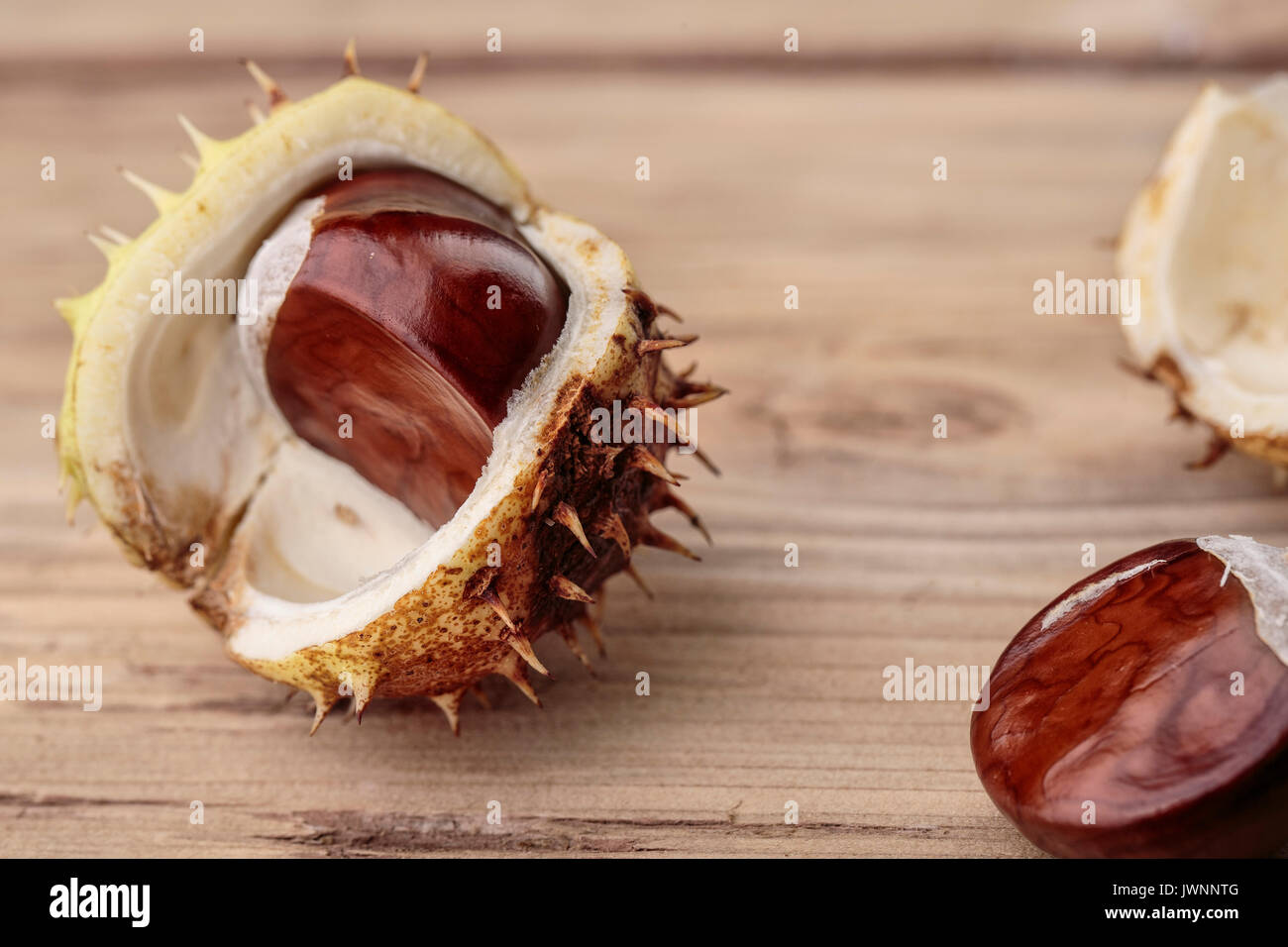 Chestnut in shell hi-res stock photography and images - Alamy