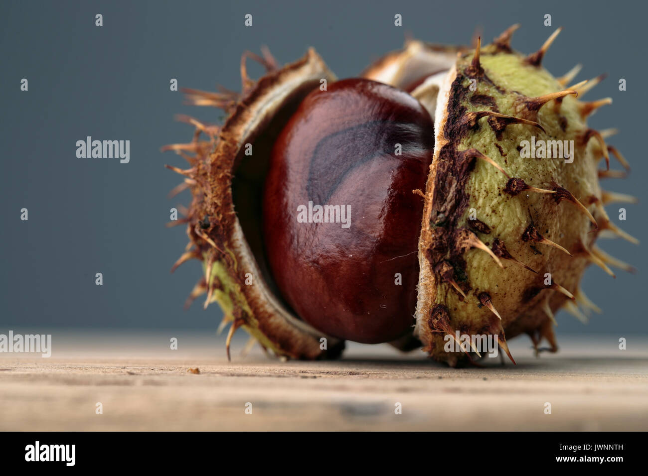 Chestnuts Vs Buckeyes