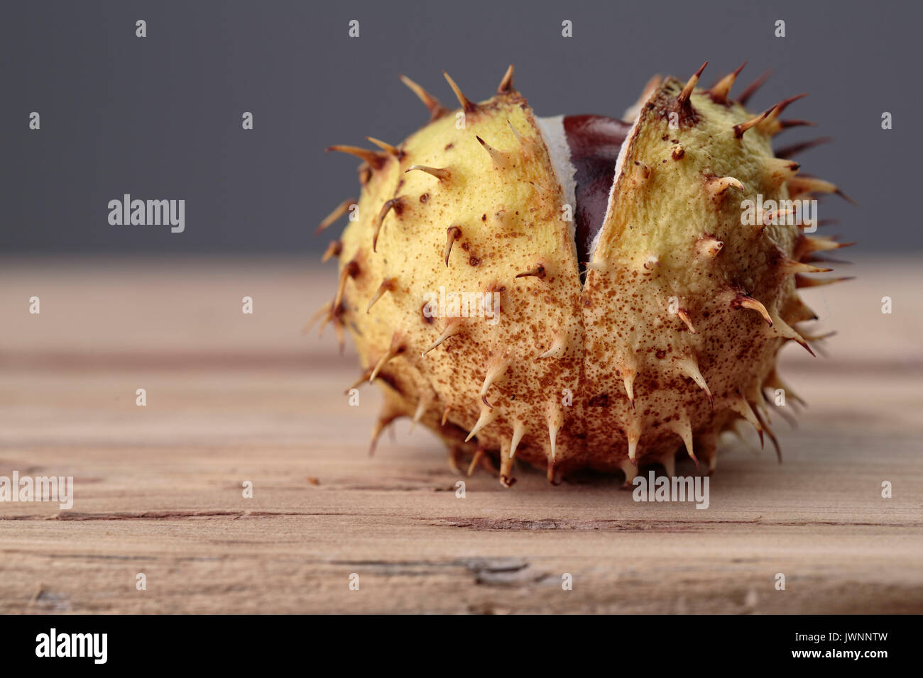 Spikey capsules hi-res stock photography and images - Alamy