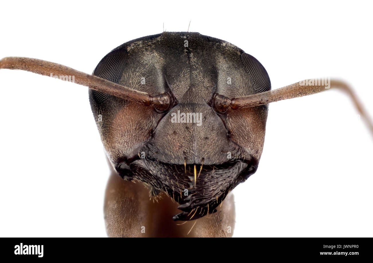 Ant head isolated hi-res stock photography and images - Alamy