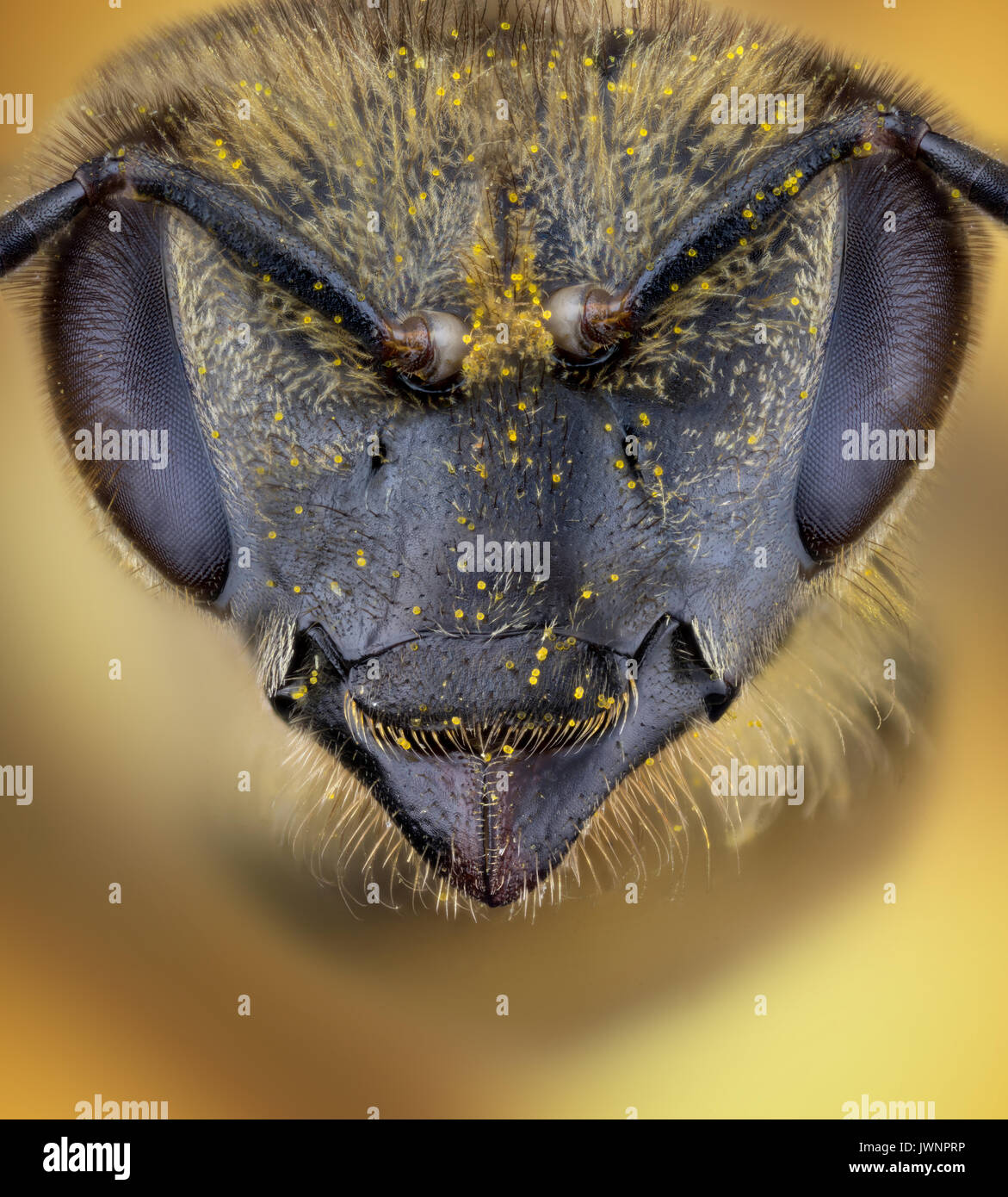 Extreme Macro Photography