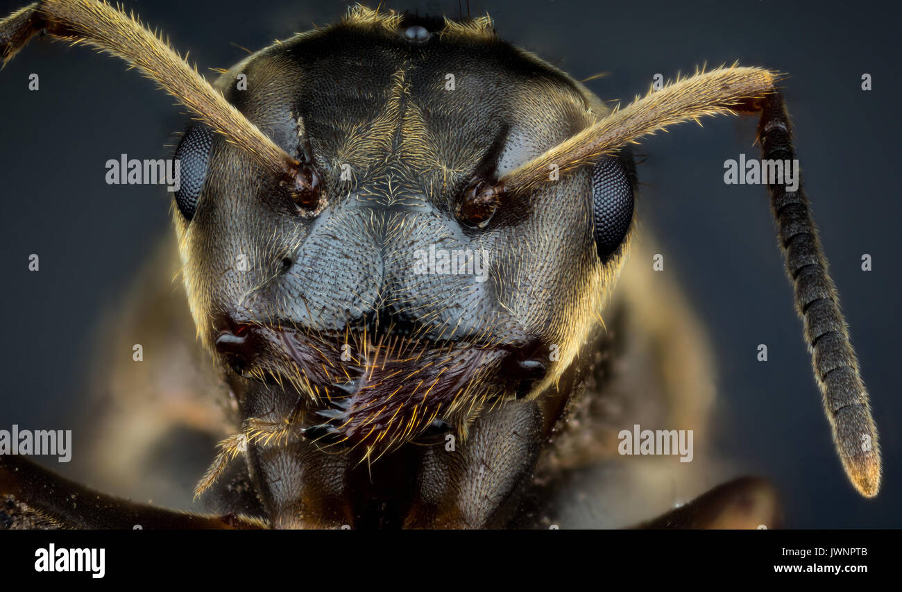 Micro arthropod hi-res stock photography and images - Alamy