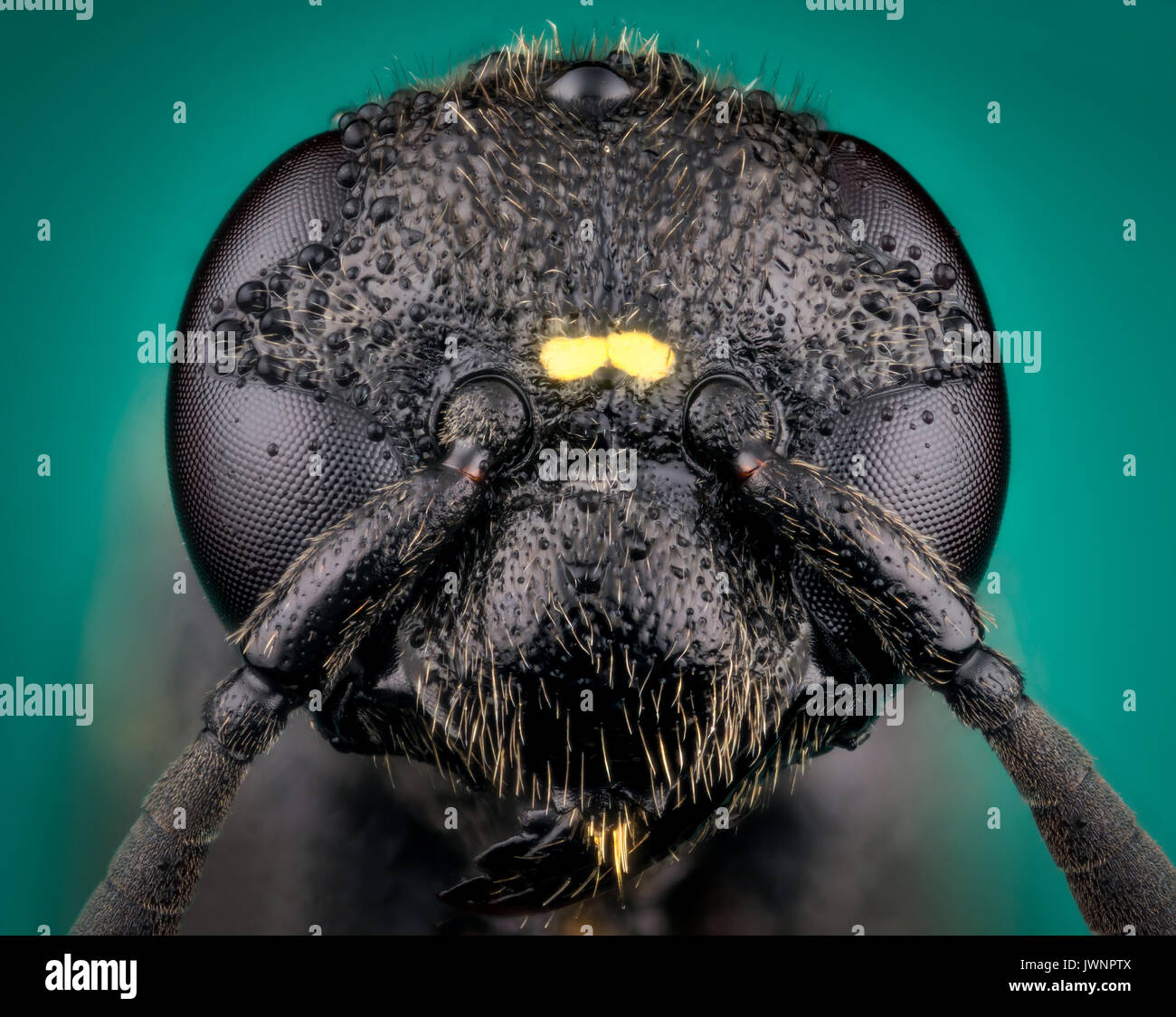 Detail of Head of wasp Trypoxylon species on green background micro or ...