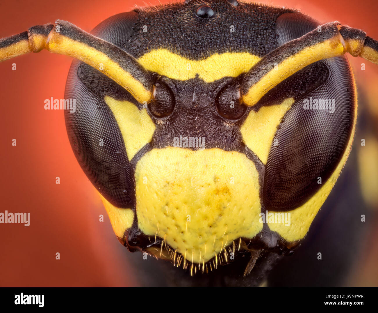 Head of wasp (Vespa vulgaris) micro photography Stock Photo - Alamy