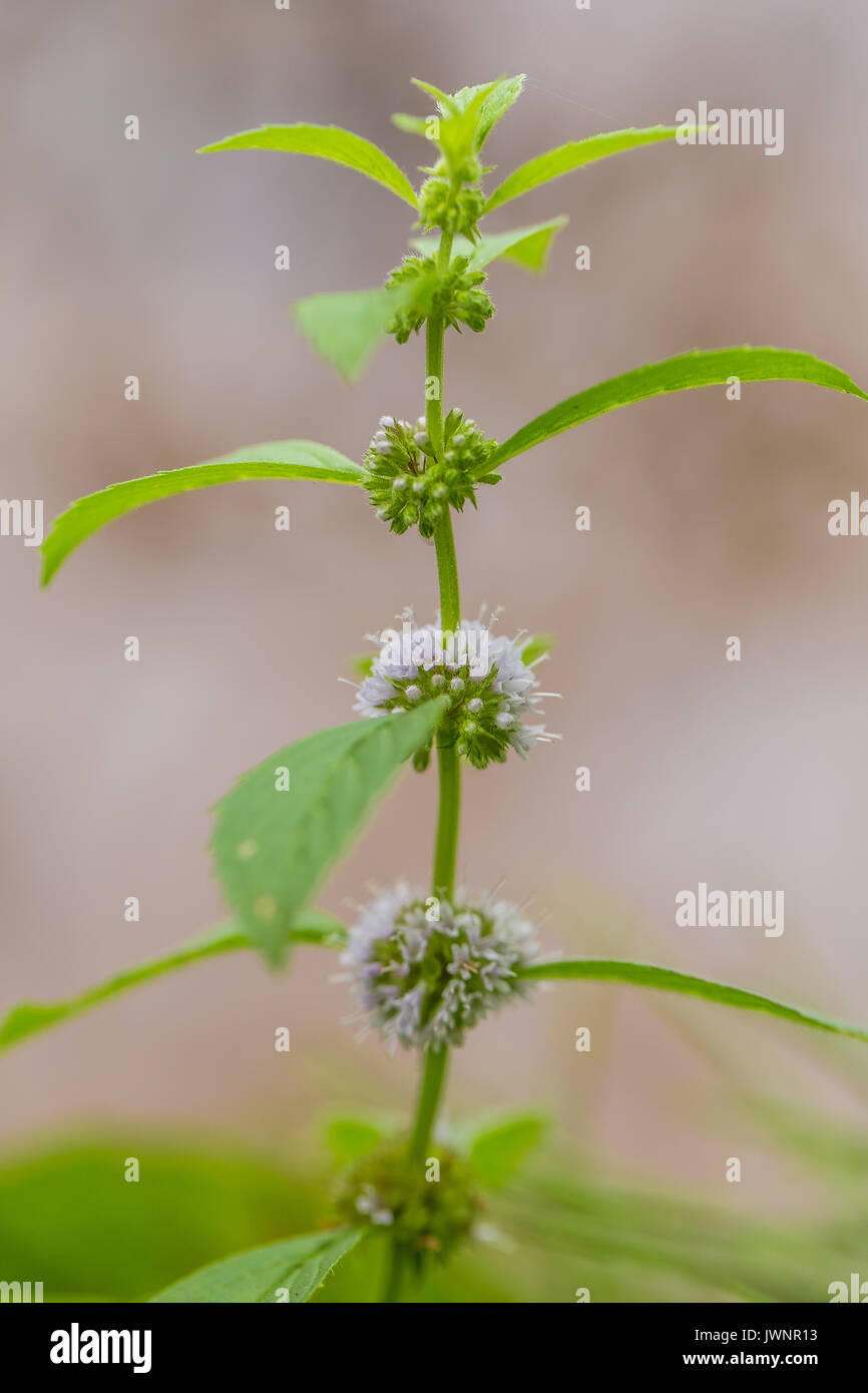 Swamp plant with flowers hi-res stock photography and images - Alamy