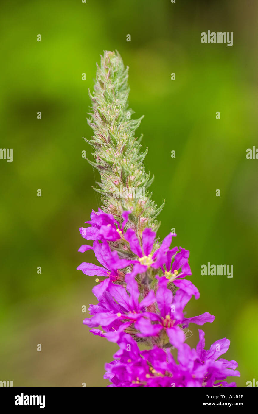 Swamp flowers hi-res stock photography and images - Alamy