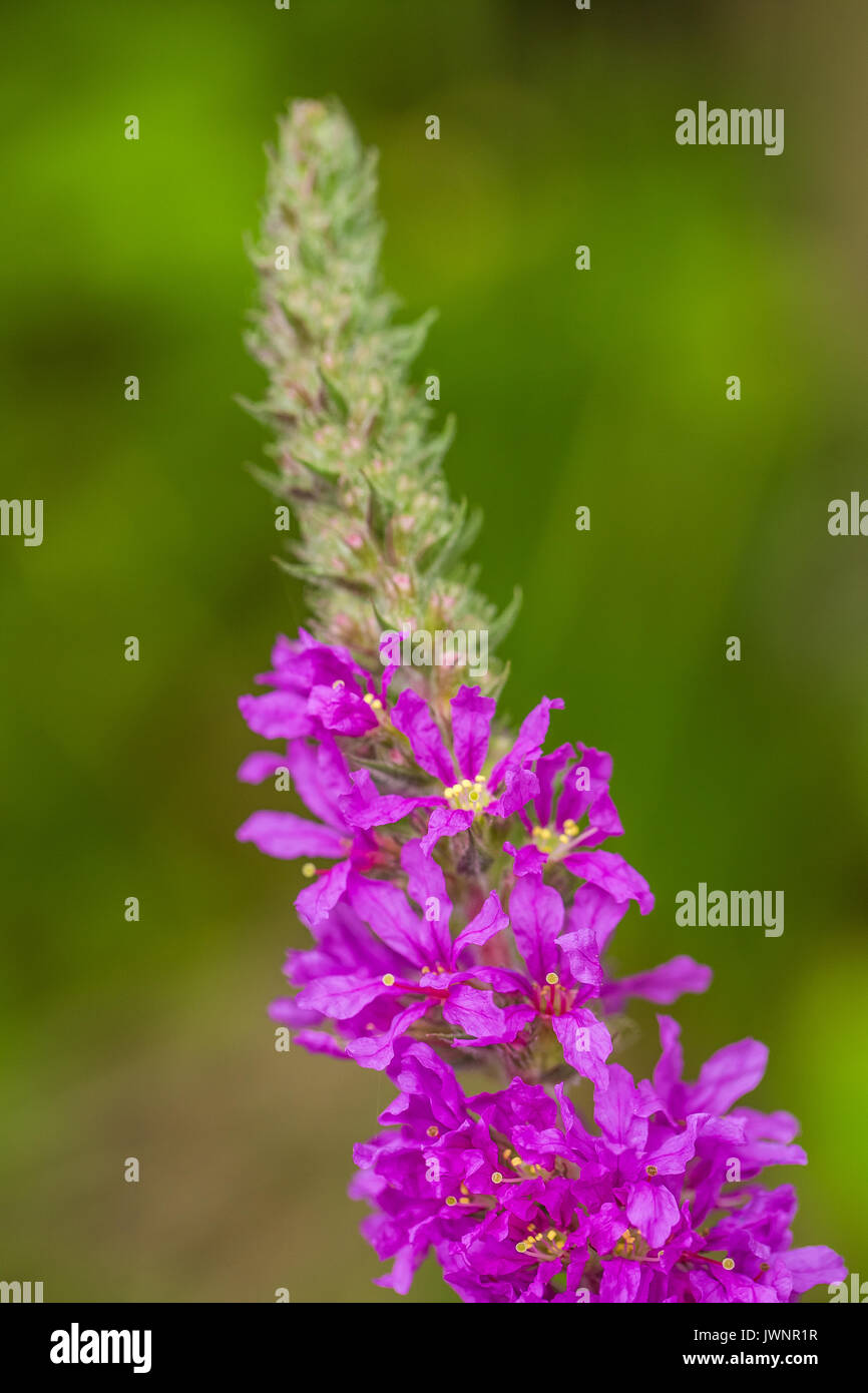 Swamp flowers hi-res stock photography and images - Alamy