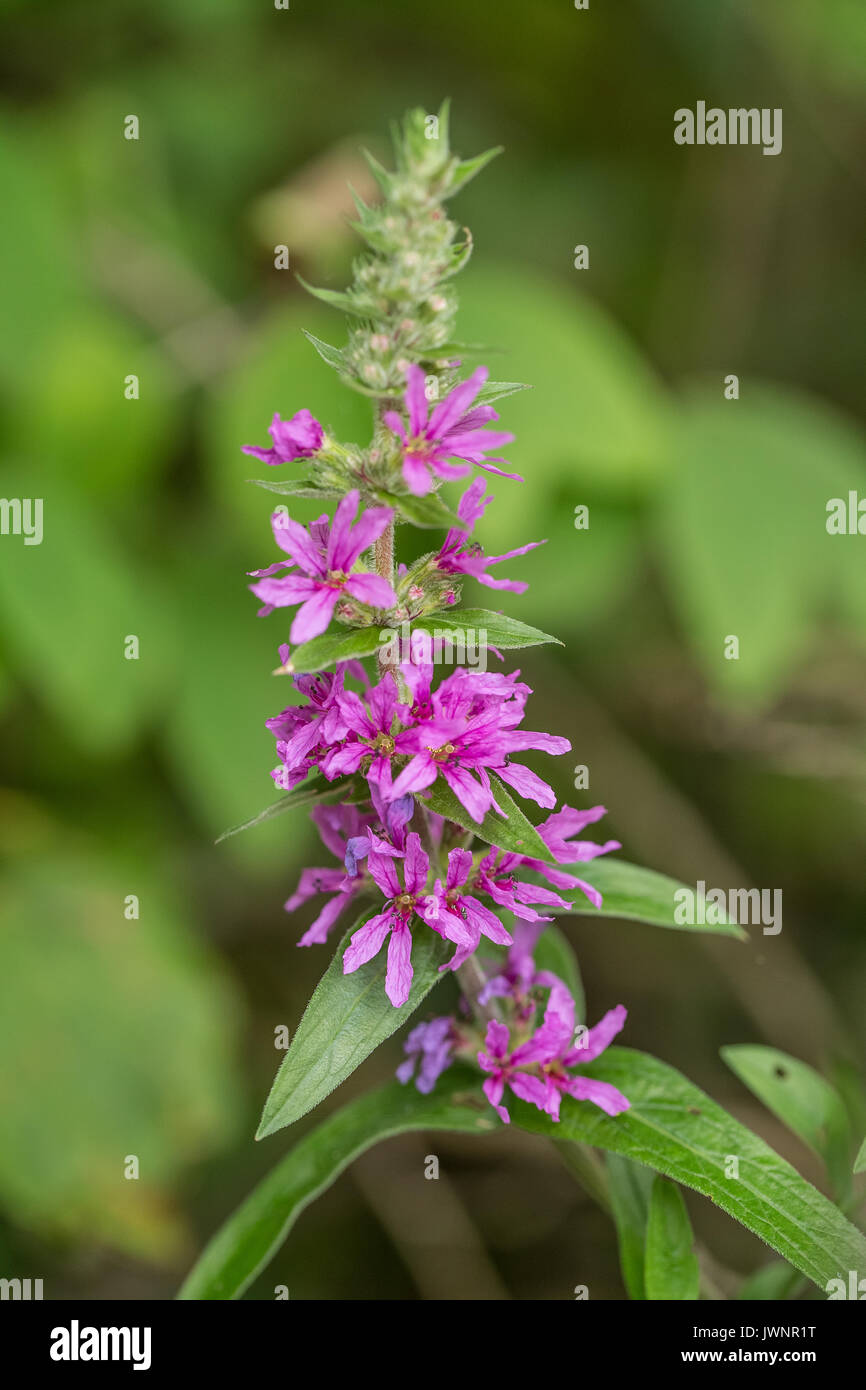 A beautiful closeup of a swamp flowers. Macro photo of marsh foliage ...