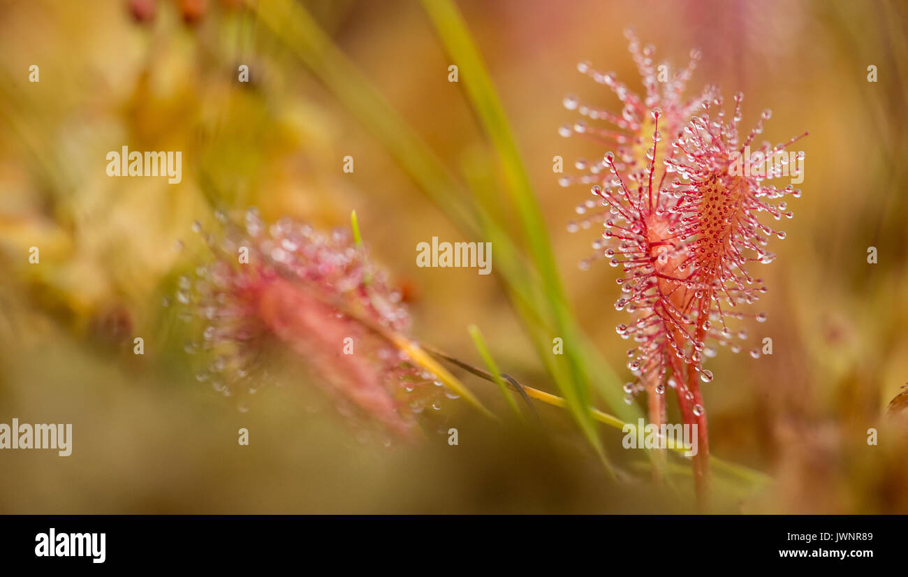 A beautiful closeup of a great sundew leaves in a morning light ...