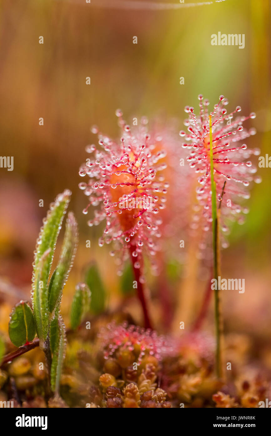 A beautiful closeup of a great sundew leaves in a morning light ...