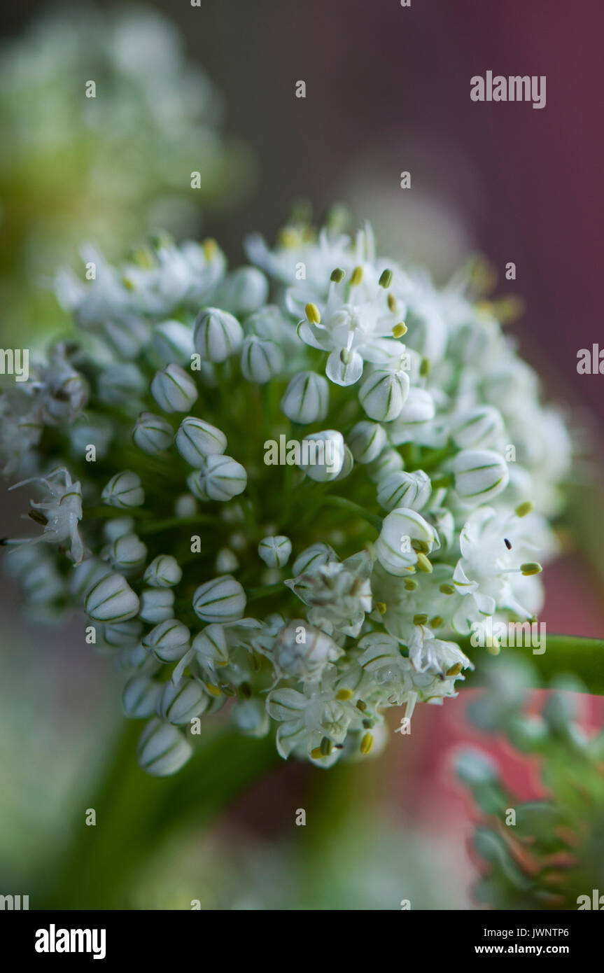 Onion flower buds Stock Photo - Alamy