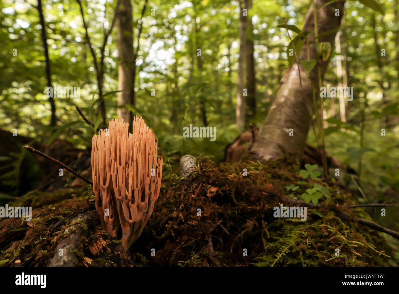 Fungus growing from a rotting log on the forest floor Stock Photo - Alamy