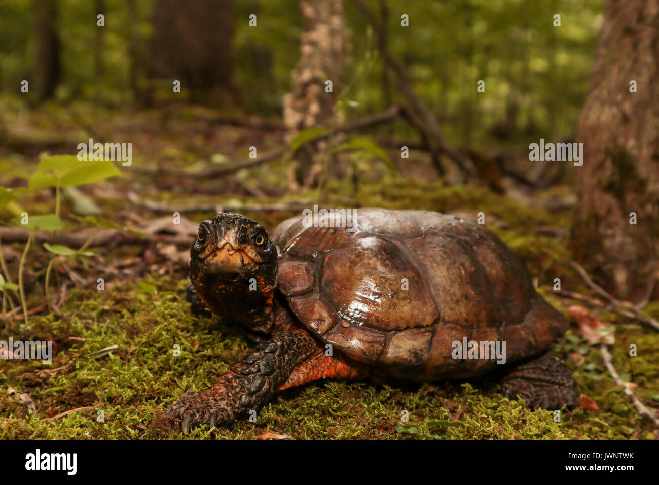 Male wood turtle - Glyptemys insculpta Stock Photo - Alamy