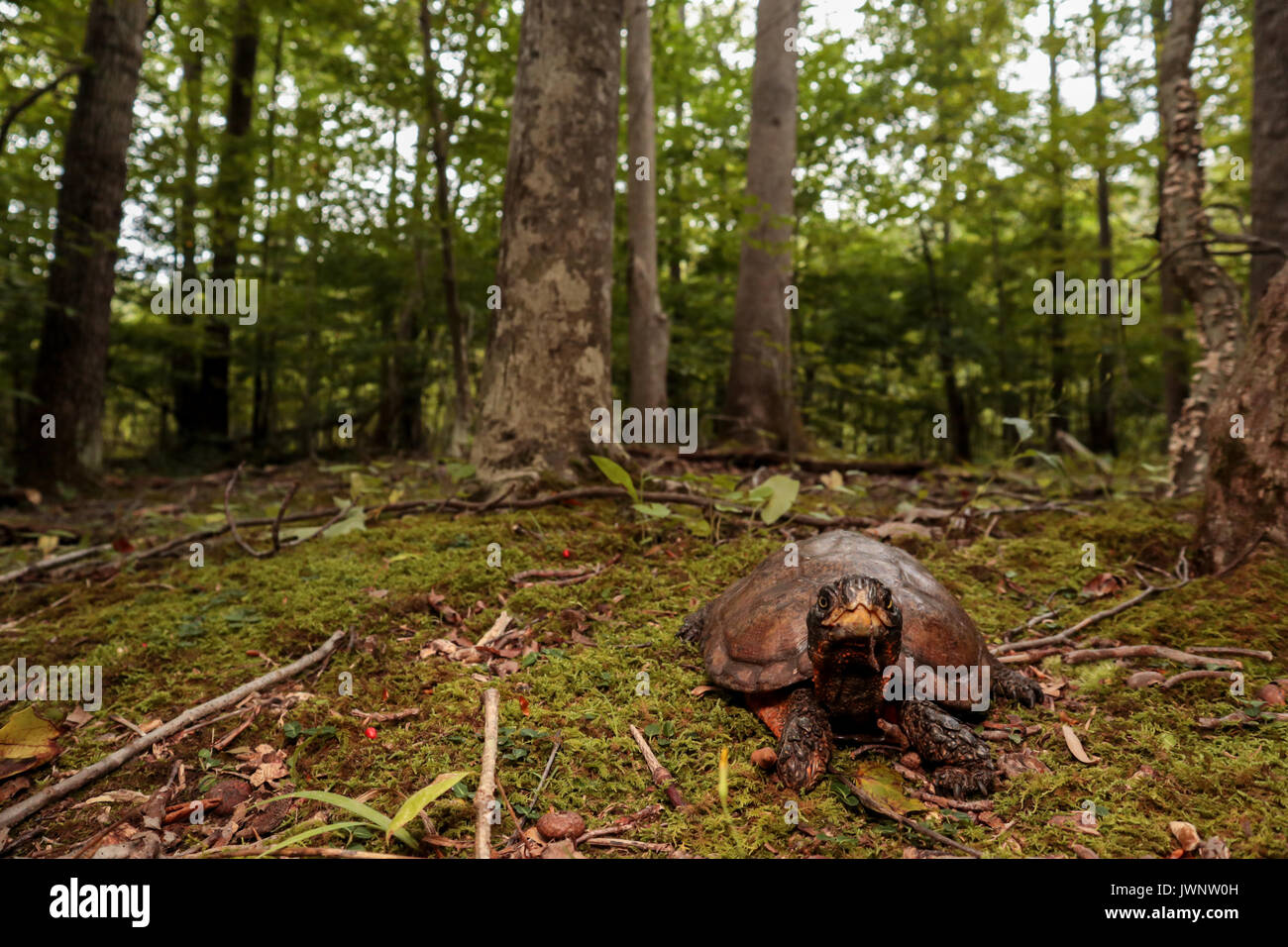Male wood turtle - Glyptemys insculpta Stock Photo - Alamy