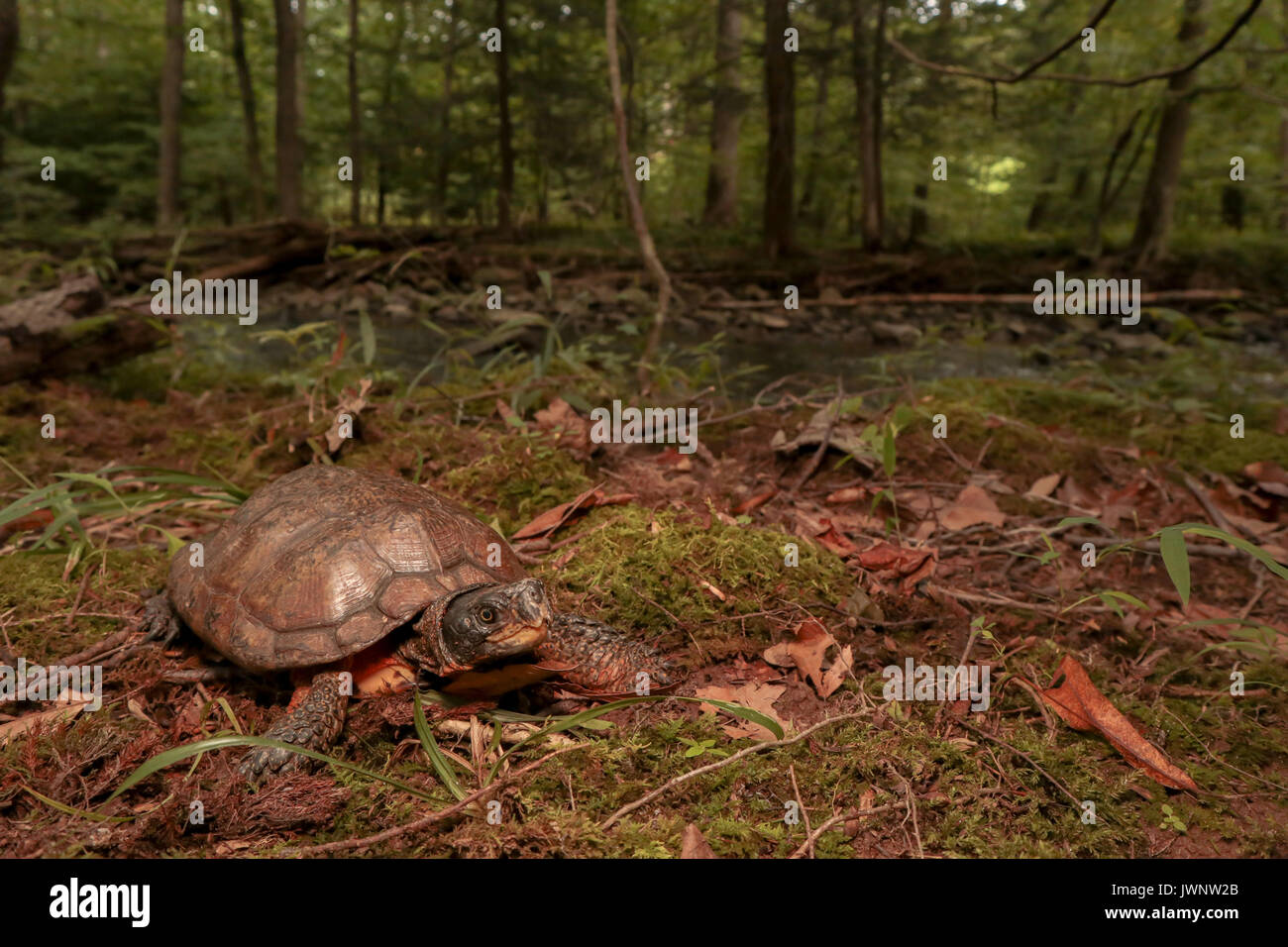 Male wood turtle - Glyptemys insculpta Stock Photo - Alamy