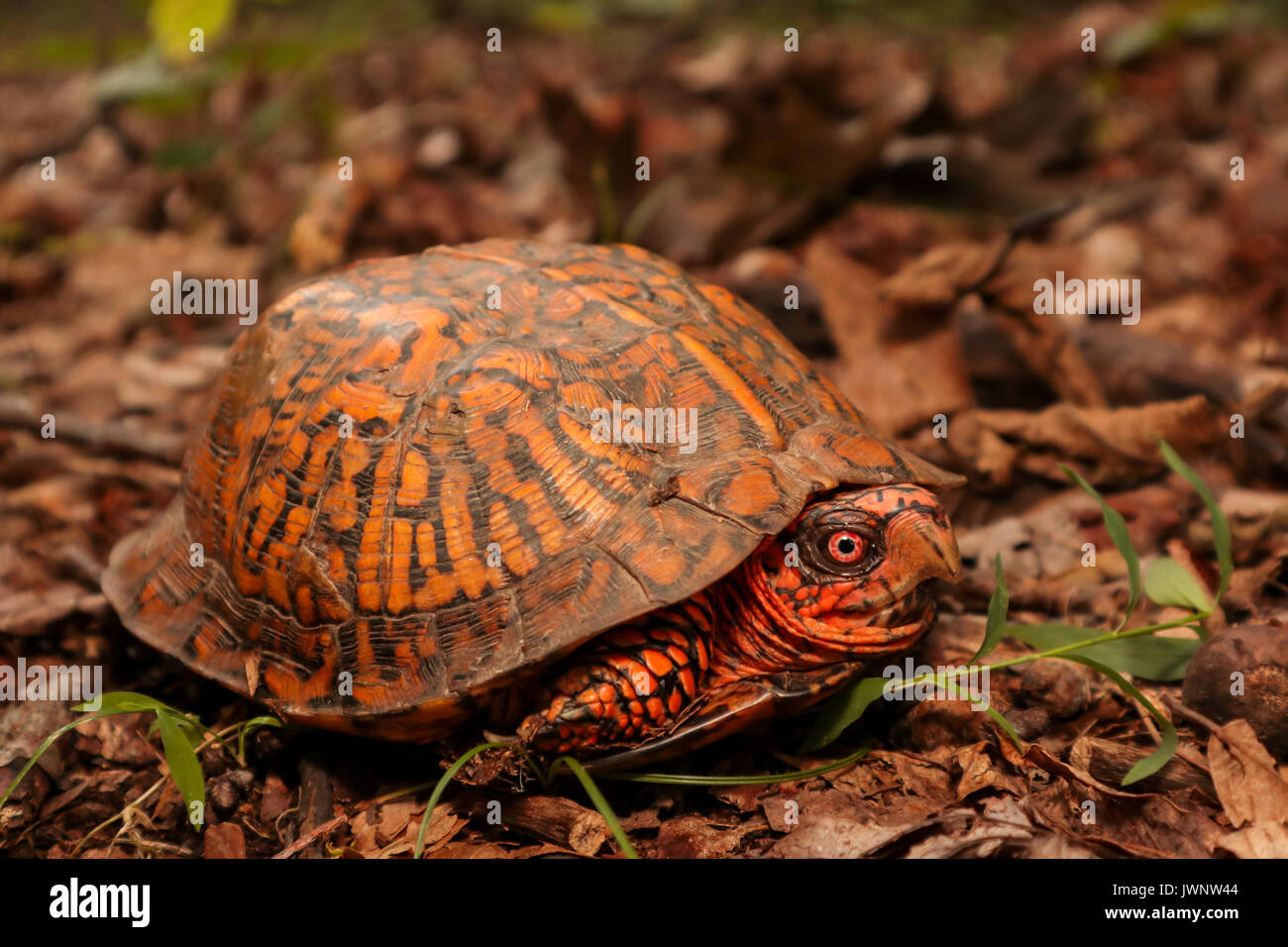 Male eastern box turtle Stock Photo - Alamy