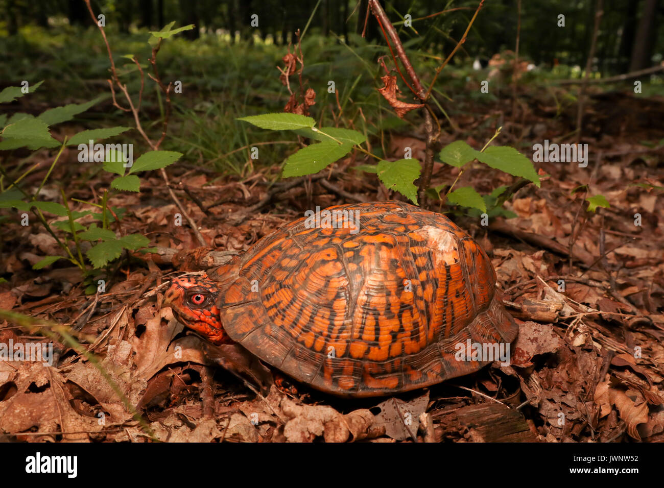 Male eastern box turtle Stock Photo - Alamy