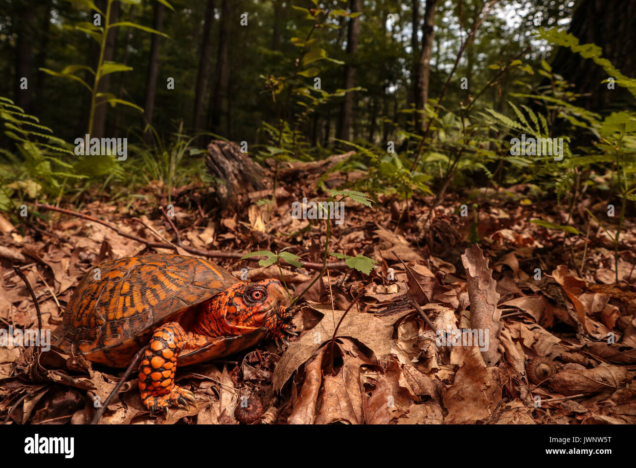 Male eastern box turtle Stock Photo - Alamy