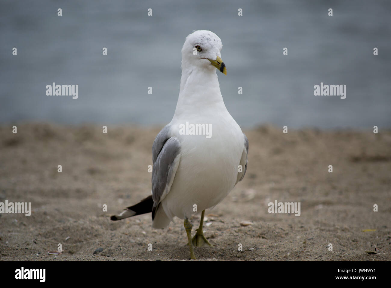 Seagull full body Stock Photo - Alamy