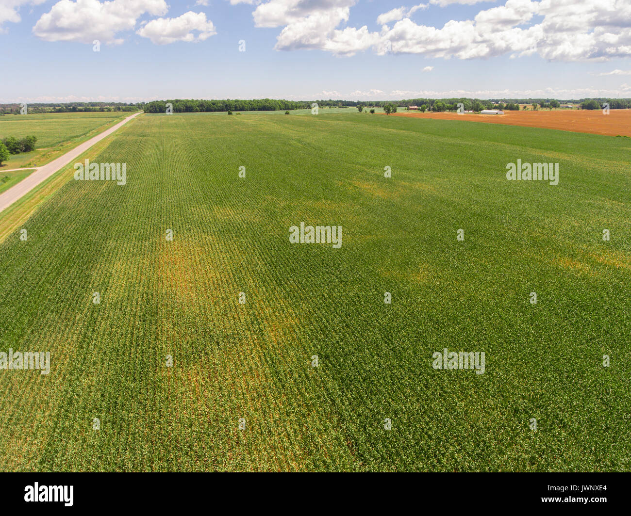 Aerial view corn crops field hi-res stock photography and images - Alamy