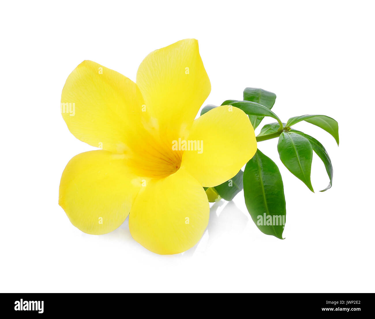 Allamanda flower hi-res stock photography and images - Alamy