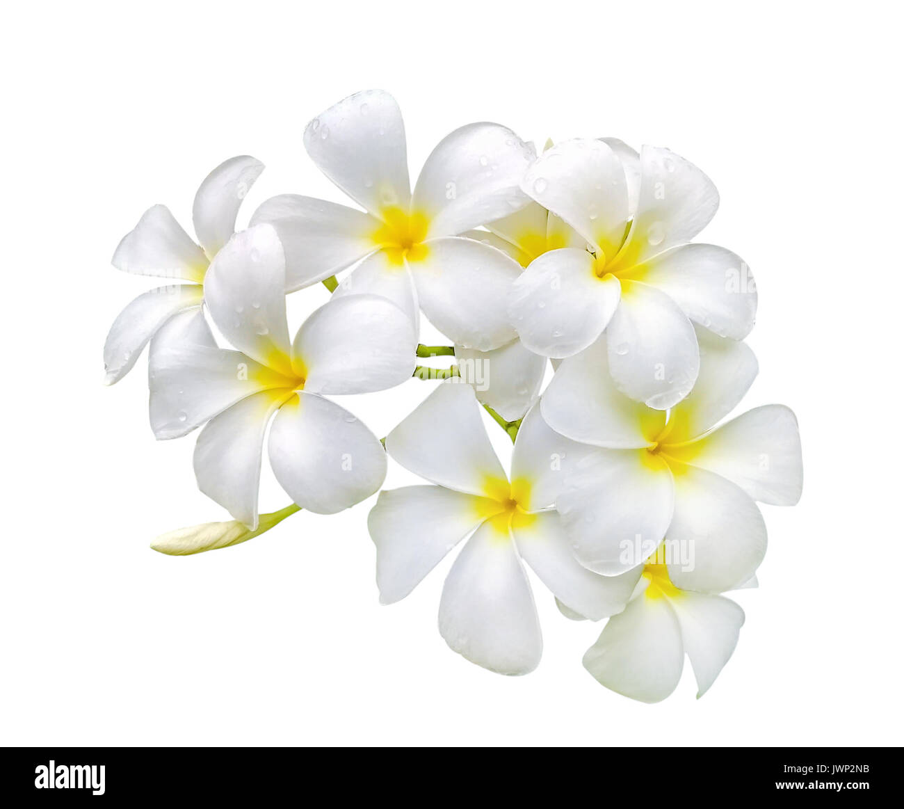 white frangipani (plumeria) flower with water drops isolated on white background Stock Photo - Alamy