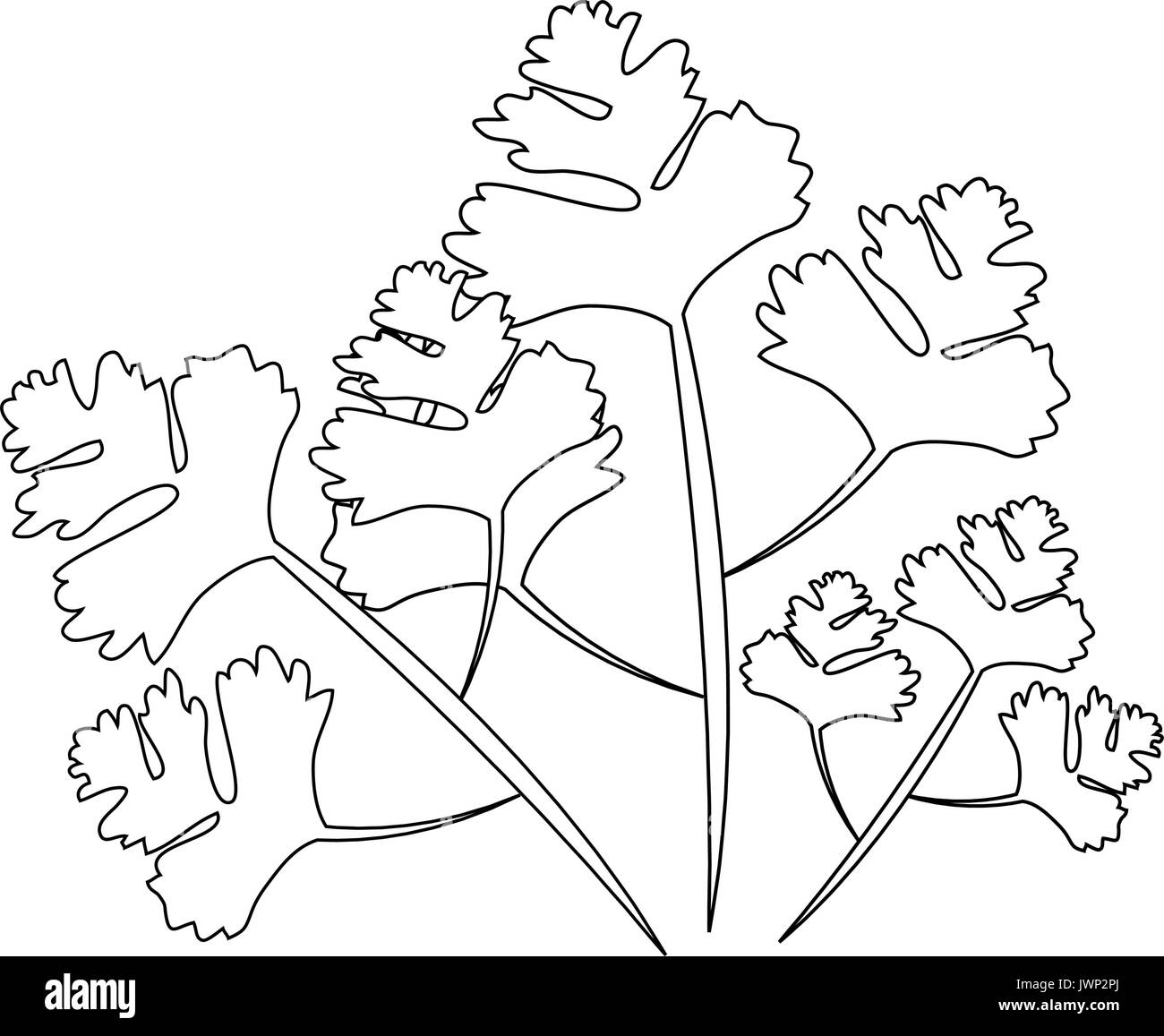 Coriander leaf Black and White Stock Photos & Images - Alamy