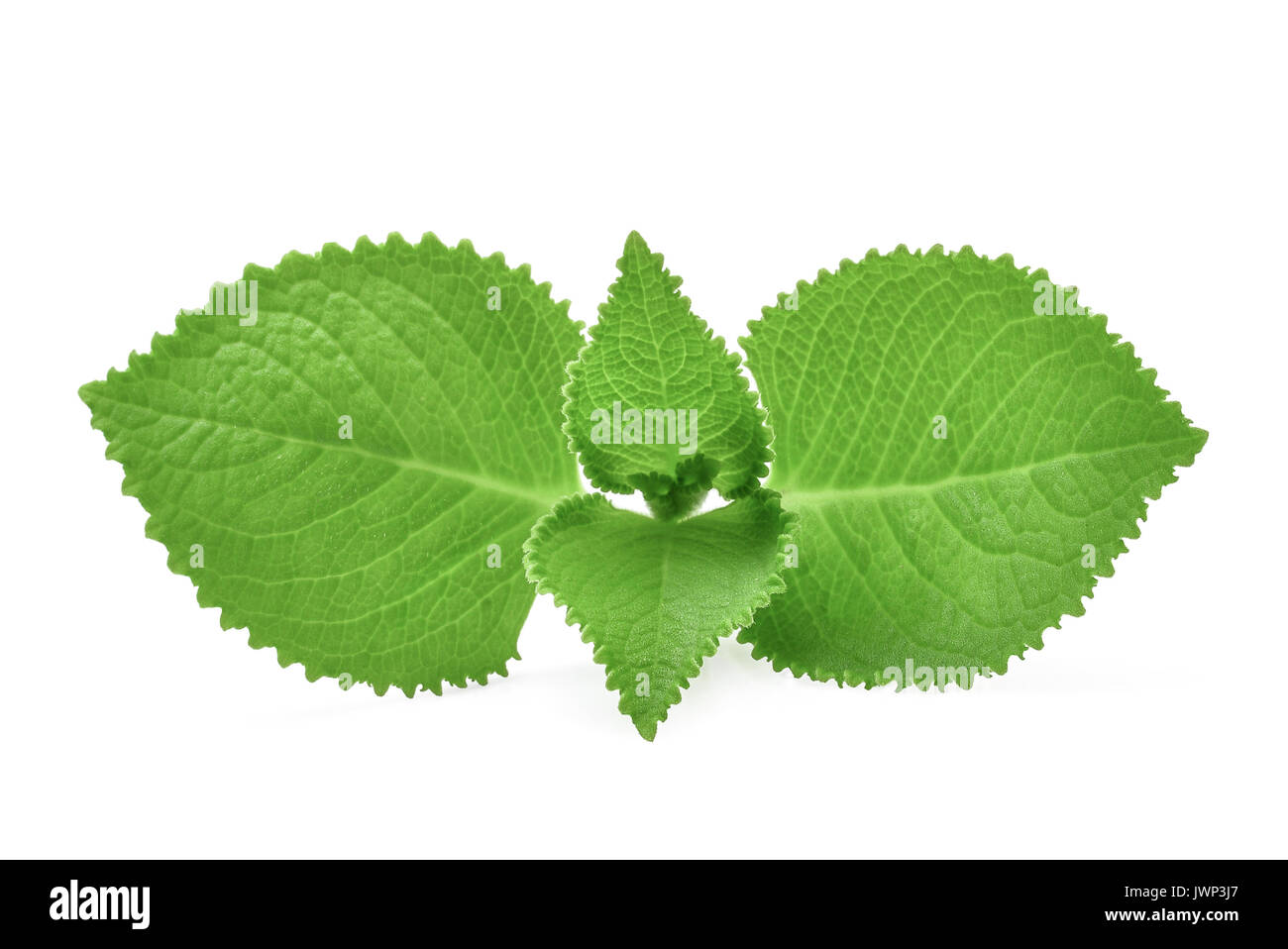 Coleus amboinicus lour hi-res stock photography and images - Alamy