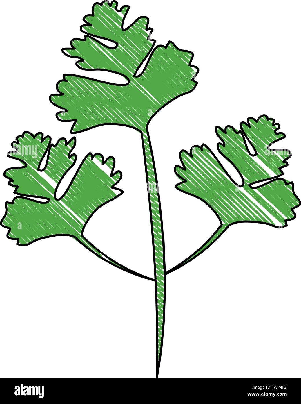 Coriander icon over white background vector illustration Stock Vector ...