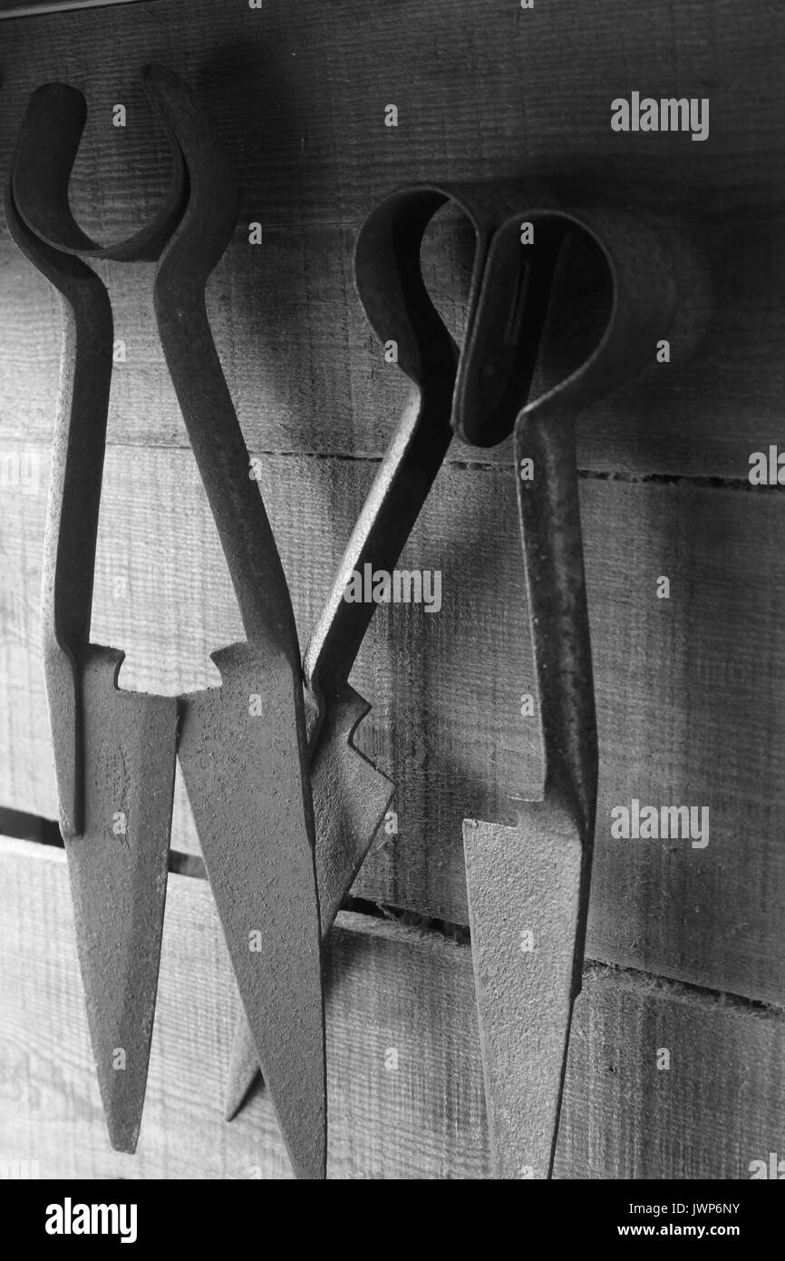 Sheep sheaing hi-res stock photography and images - Alamy