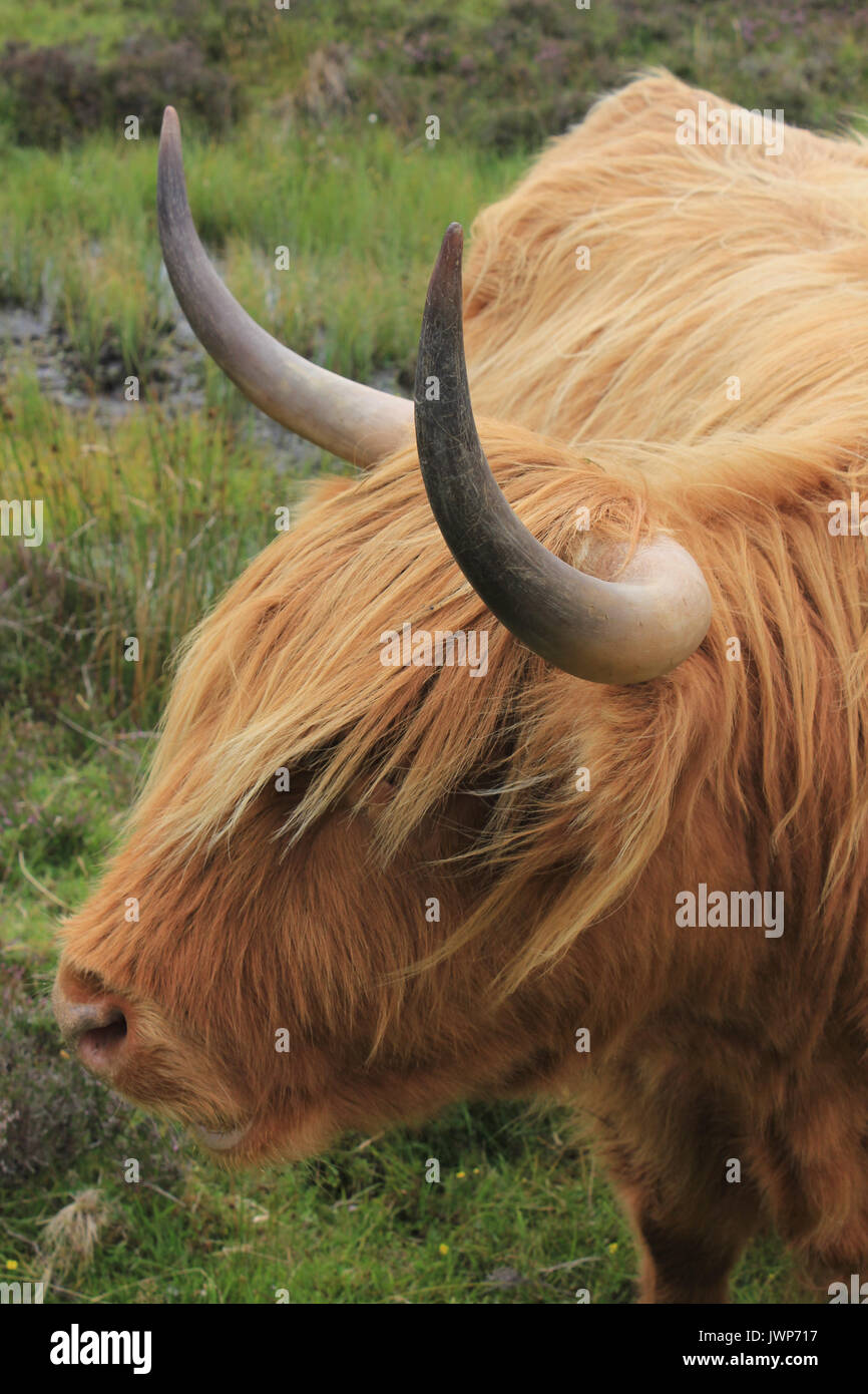 highland cow isle of skye scotland Stock Photo - Alamy