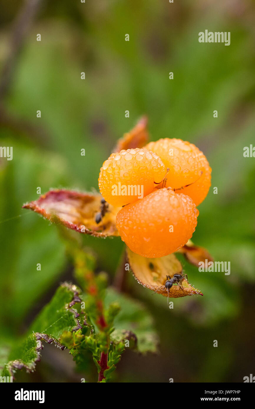 Cloudberries plant hi-res stock photography and images - Alamy