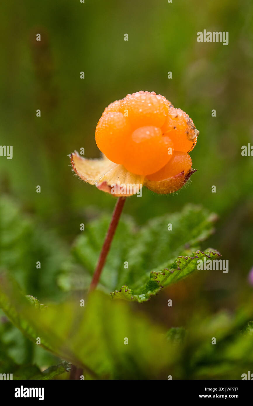 Cloudberries plant hi-res stock photography and images - Alamy