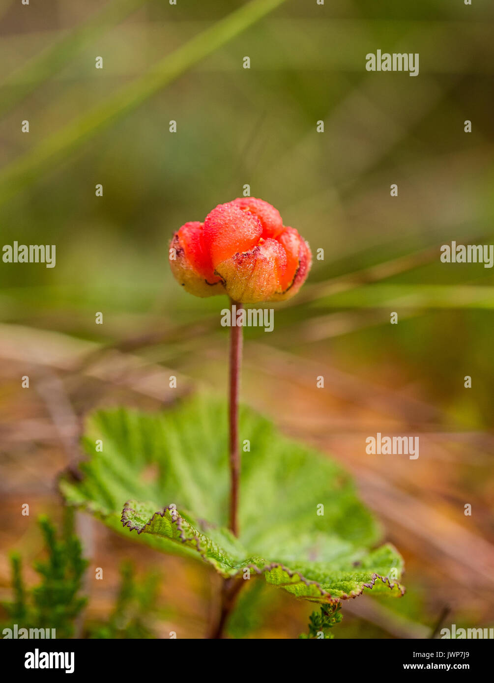 Cloudberries plant hi-res stock photography and images - Alamy