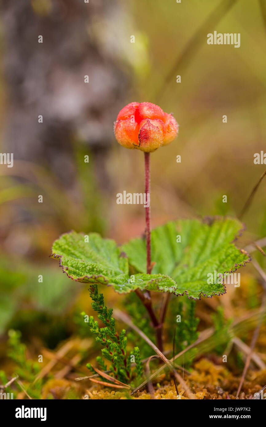 Cloudberries plant hi-res stock photography and images - Alamy