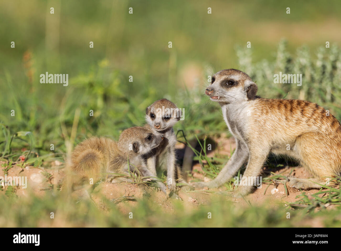 Baby meerkat den hi-res stock photography and images - Alamy
