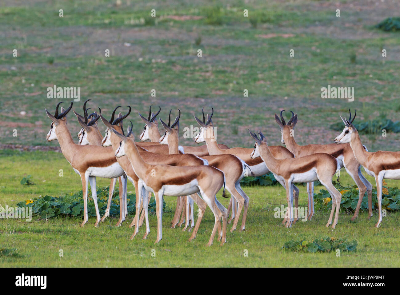 Springbok africa springboks herd hi-res stock photography and images ...